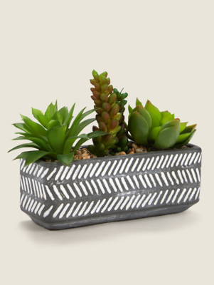 Mono Succulent Trough | Home | George at ASDA
