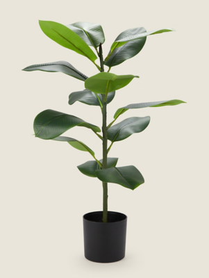 70cm Rubber Tree | Home | George at ASDA