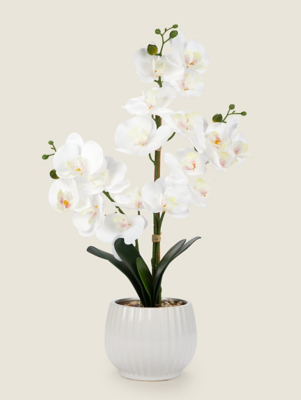 White Orchid in Ribbed Ceramic Pot | Home | George at ASDA