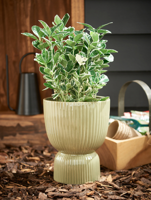 Angled Green Planter | Outdoor & Garden | George at ASDA