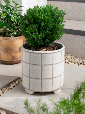 Check Large Pot | Outdoor & Garden | George at ASDA