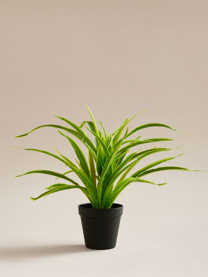 Black Spider In Black Plant Pot 33cm | Home | George at ASDA